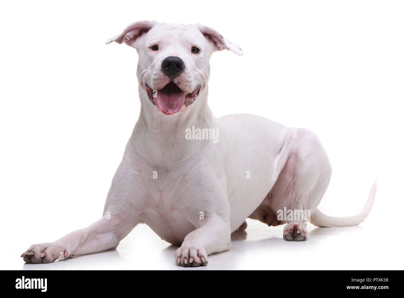 Studio shot of an adorable Dogo Argentino lying on white background ...