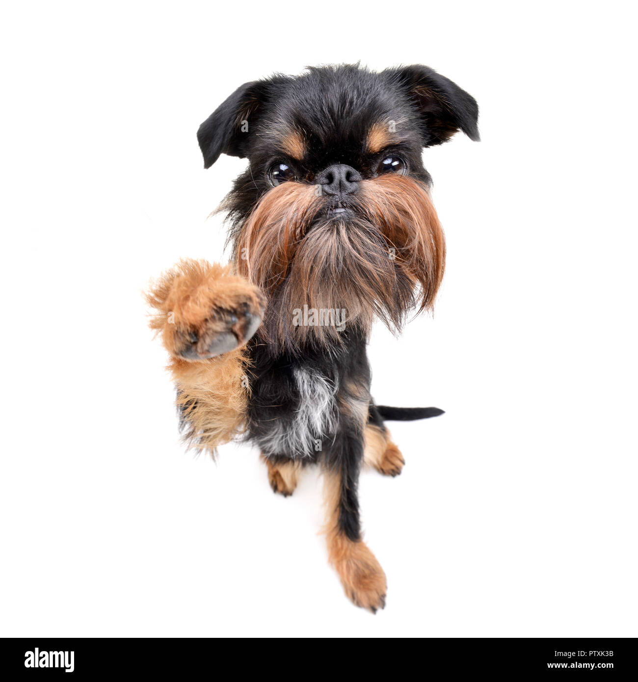 Studio shot of an adorable Griffon Bruxellois lifting his first leg ...