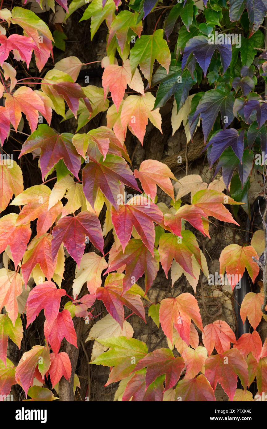 Ivy leaves display hi-res stock photography and images - Alamy
