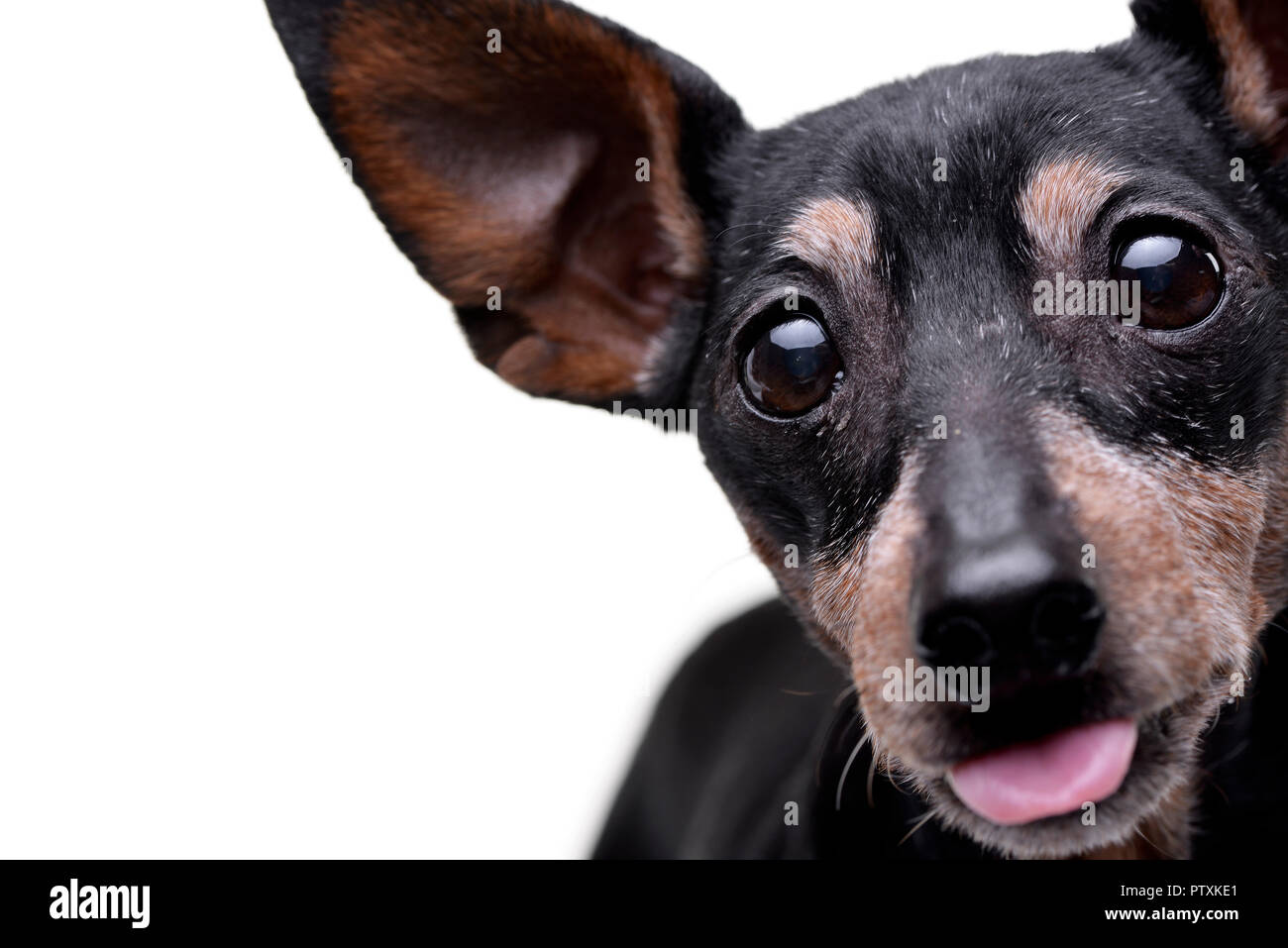 Close portrait of an adorable pinscher dog - isolated on white ...