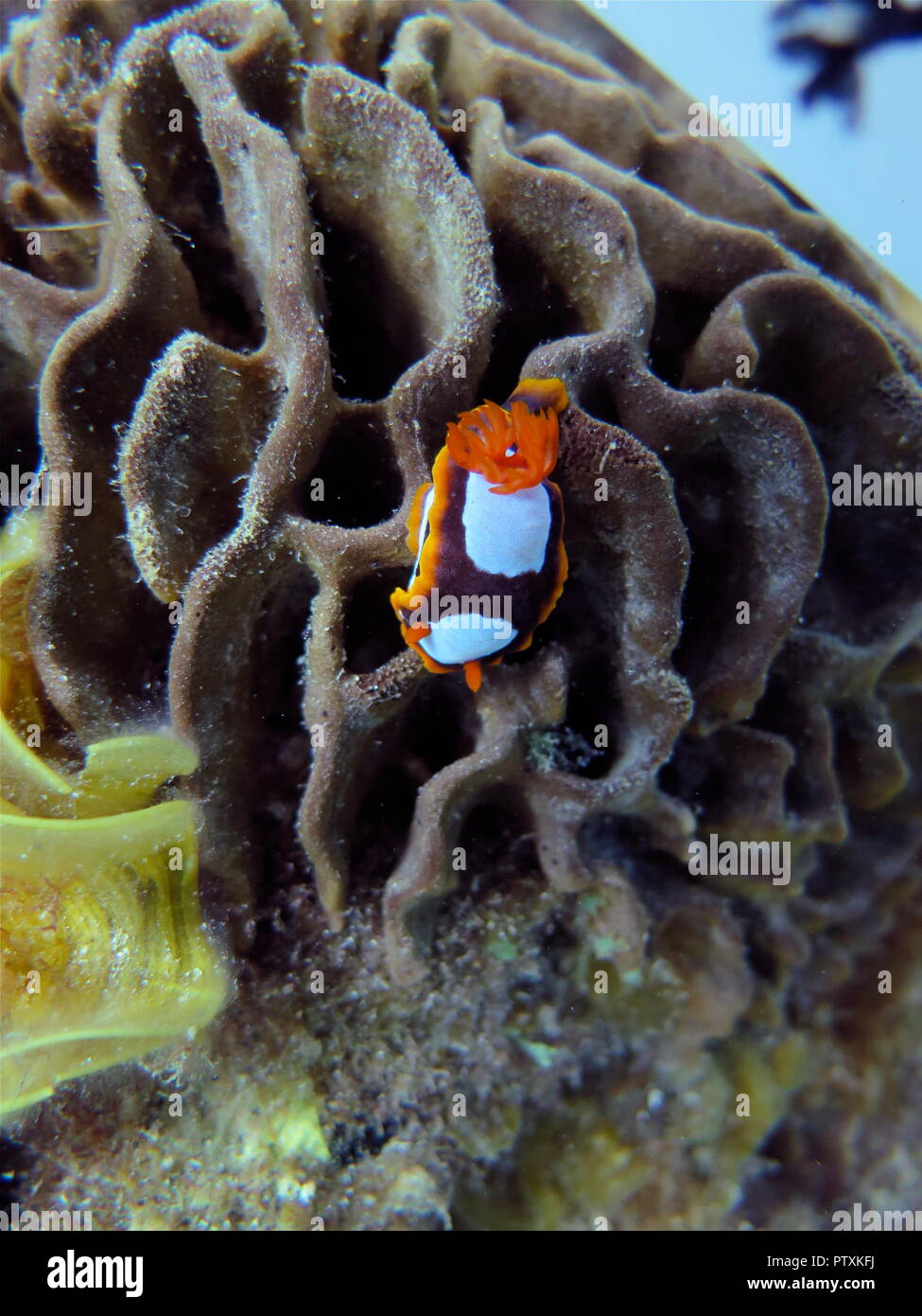 Orange, Black, White (Clownfish) Nudibranch Chromodoris westraliensis ...