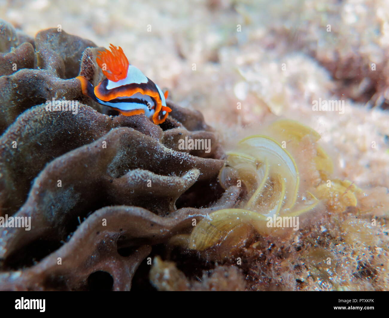 Orange, Black, White (Clownfish) Nudibranch Chromodoris westraliensis ...