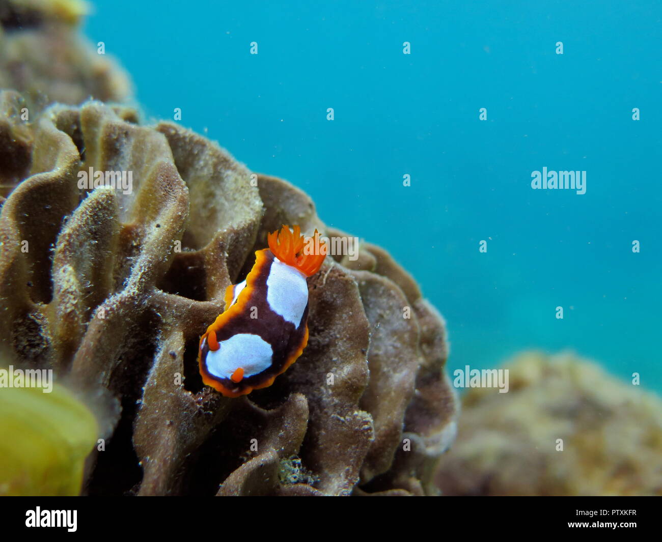 Orange, Black, White (Clownfish) Nudibranch Chromodoris westraliensis ...