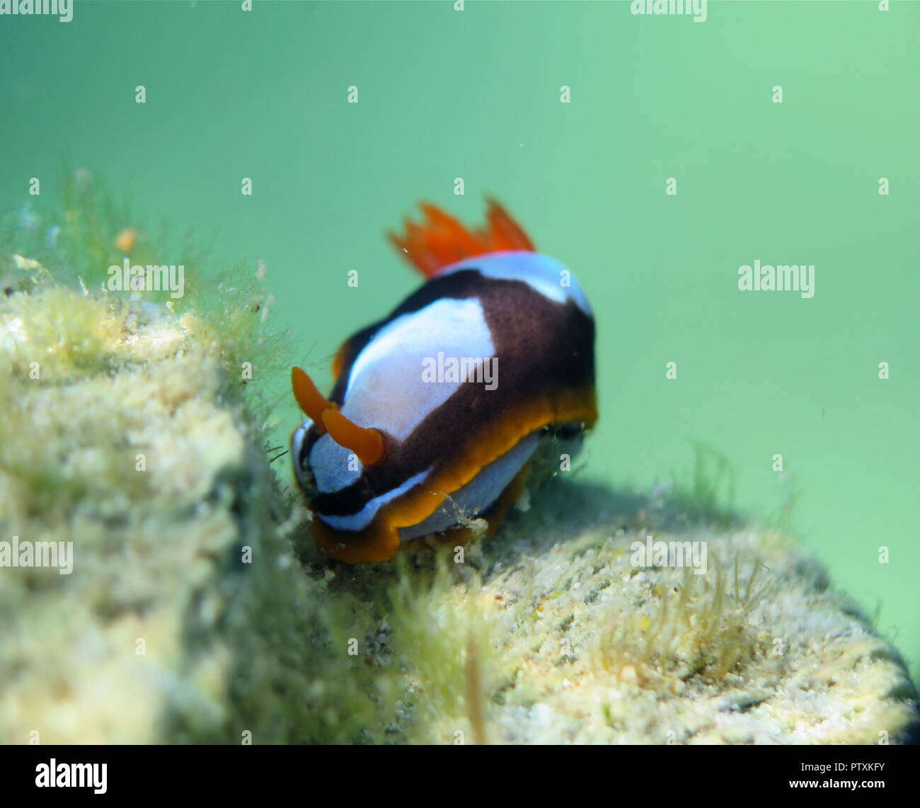 Orange, Black, White (Clownfish) Nudibranch Chromodoris westraliensis ...