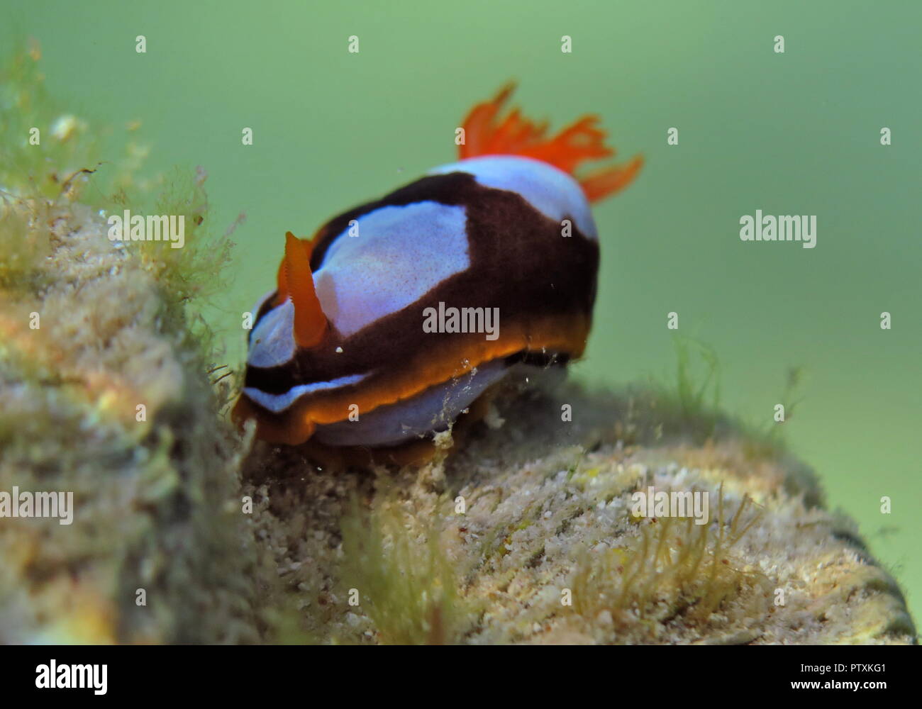 Orange, Black, White (Clownfish) Nudibranch Chromodoris westraliensis ...
