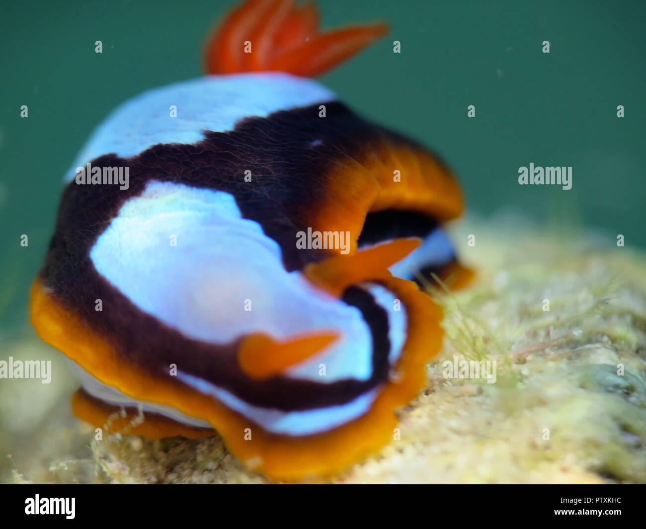 Orange, Black, White (Clownfish) Nudibranch Chromodoris westraliensis ...