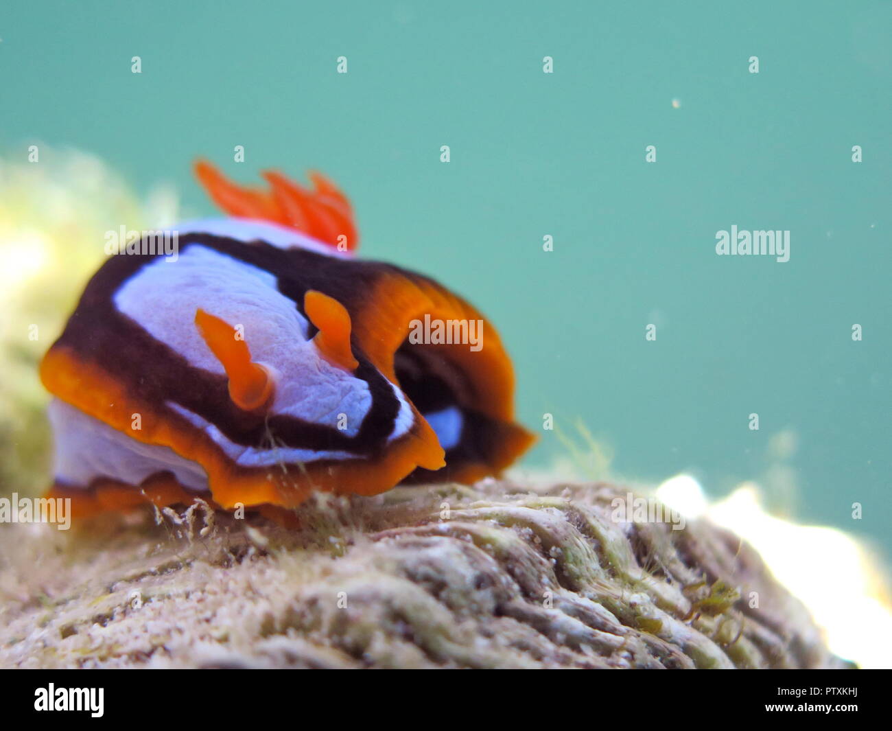 Orange, Black, White (Clownfish) Nudibranch Chromodoris westraliensis ...