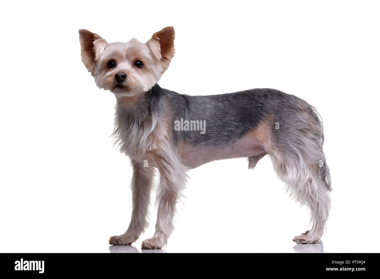 Side view sweet yorkshire terrier hi-res stock photography and images ...