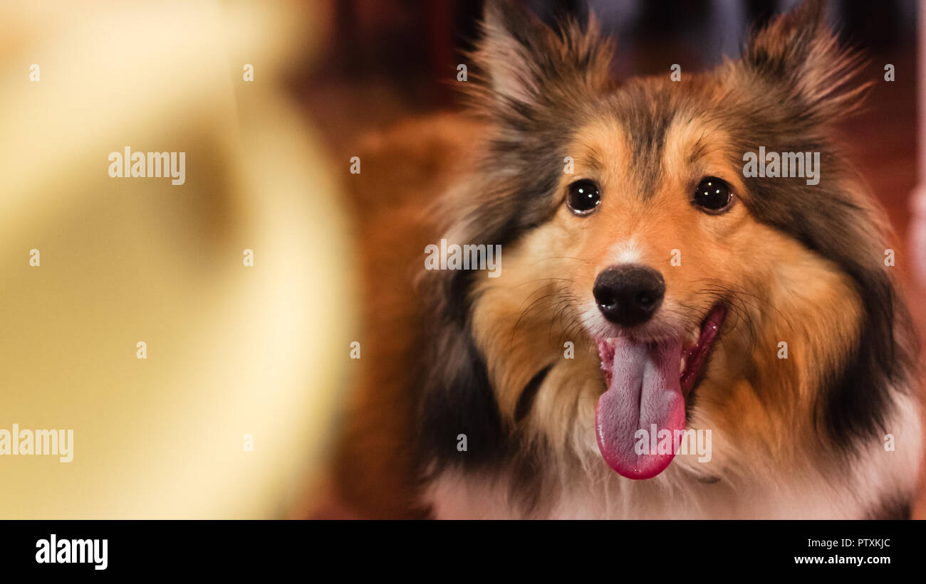 Happy dog enjoy life and playful moments Stock Photo - Alamy