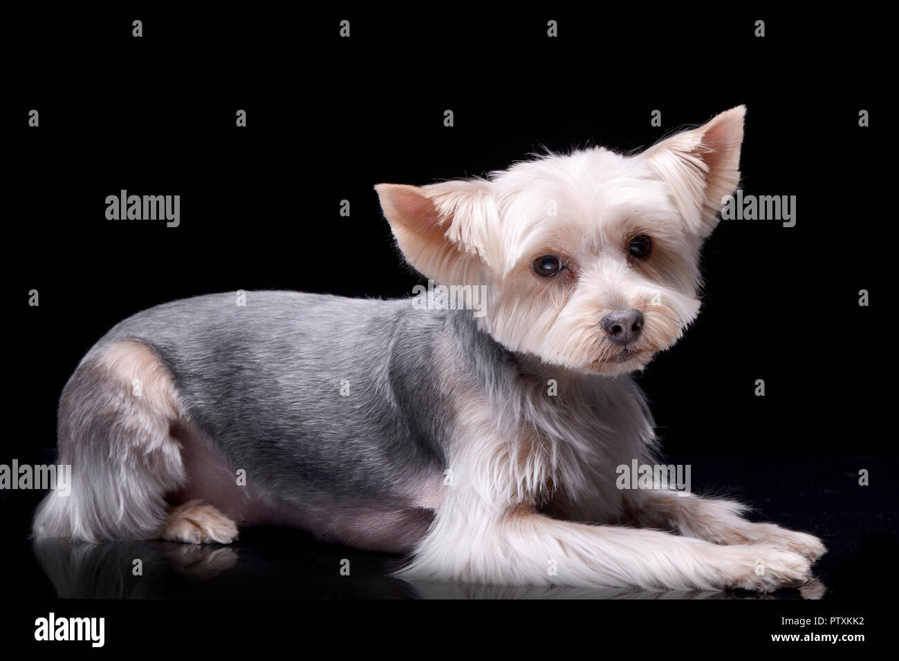 Side view sweet yorkshire terrier hi-res stock photography and images ...