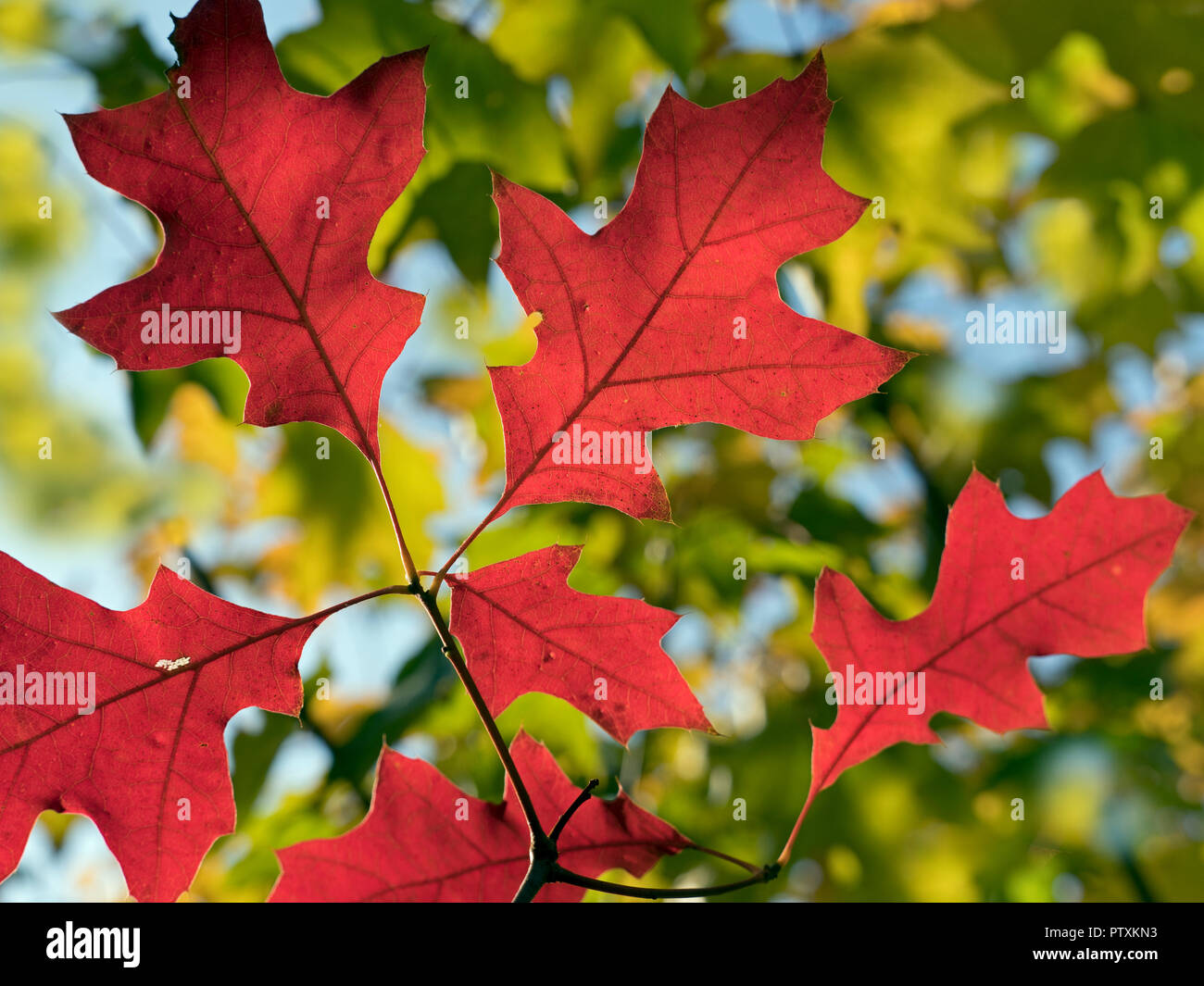 Leaves of Red Oak Quercus rubra in Autumn Stock Photo - Alamy