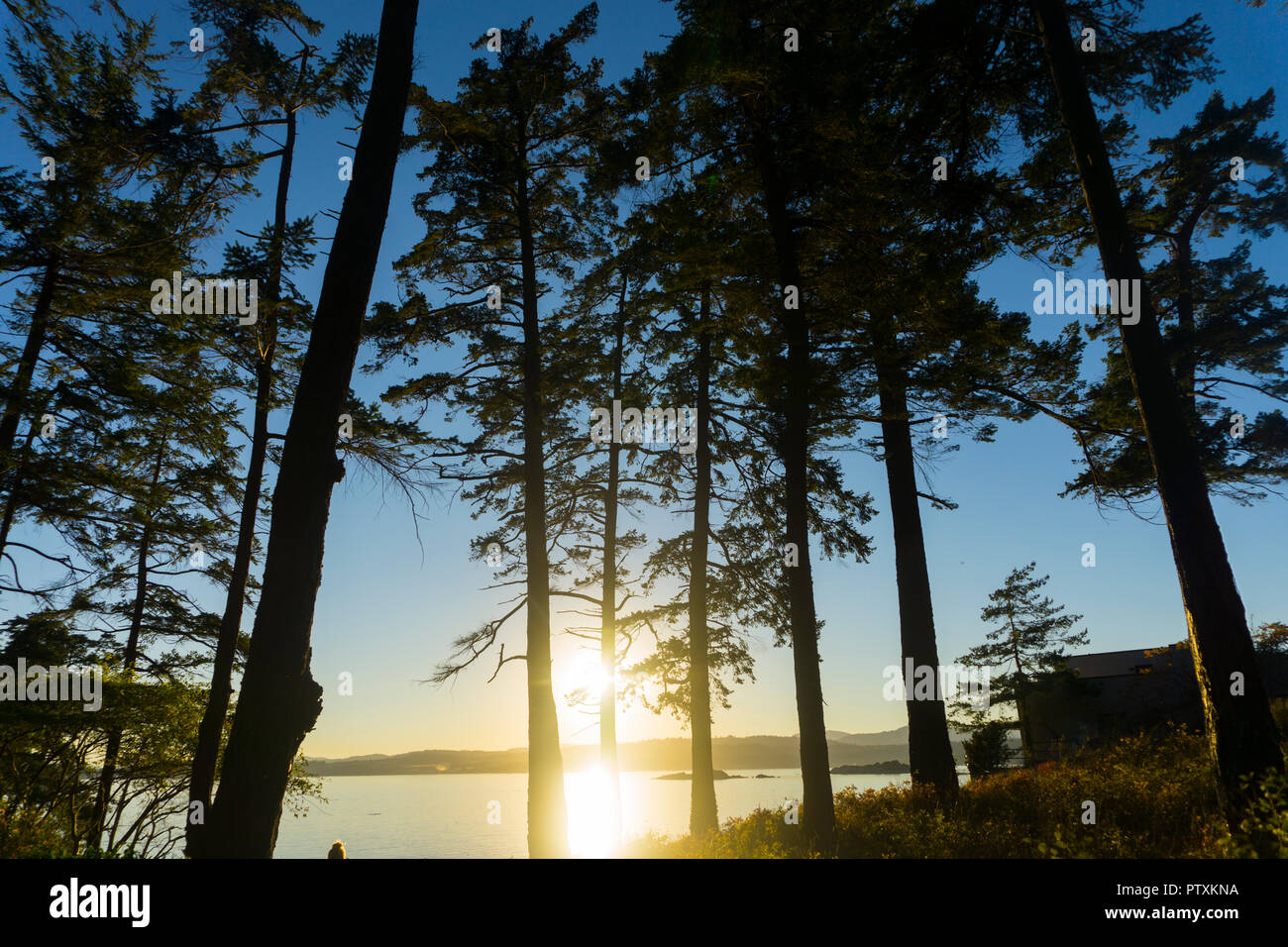 Beautiful sunset seen through trees Stock Photo - Alamy
