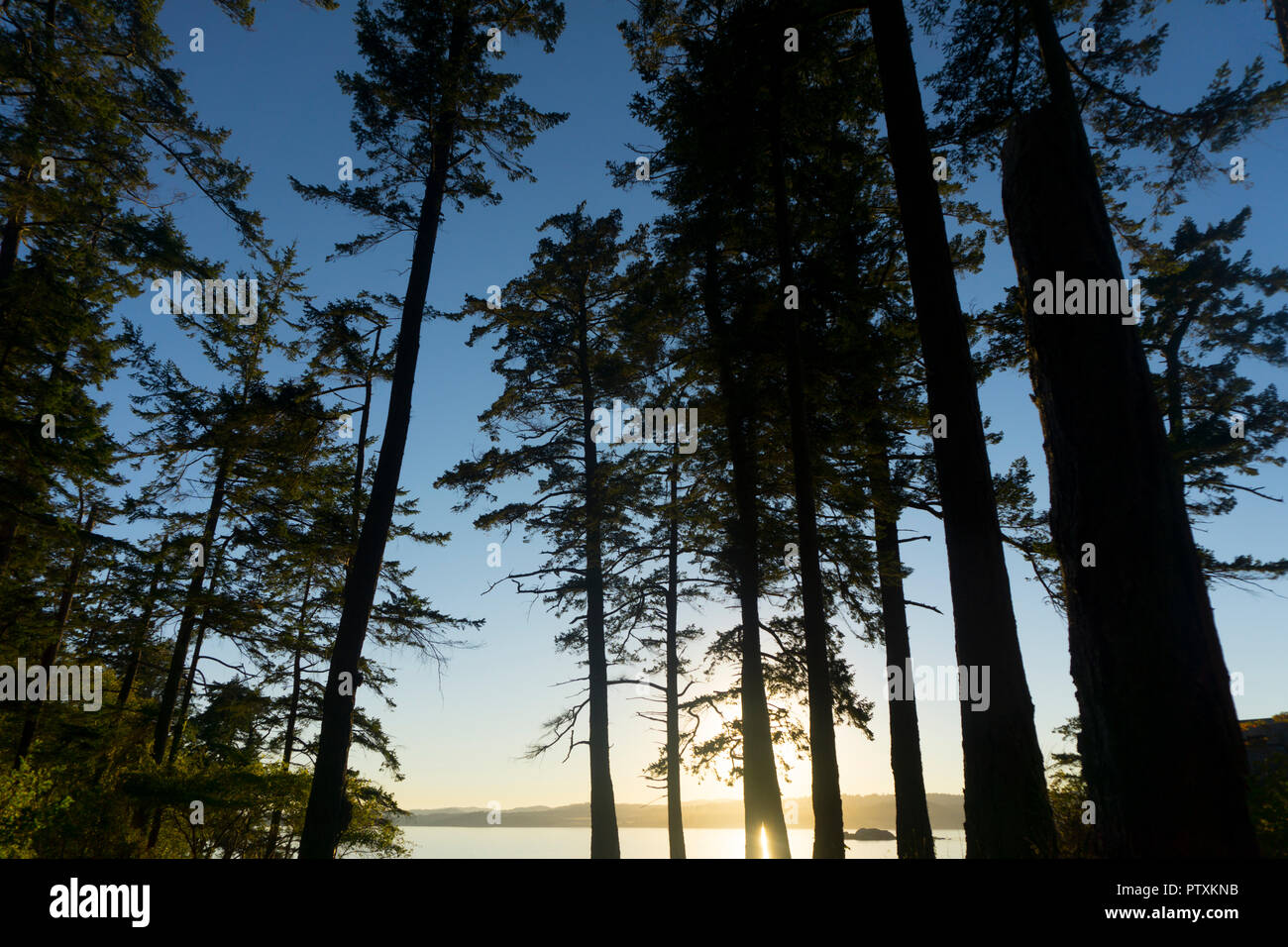 Beautiful sunset seen through trees Stock Photo - Alamy
