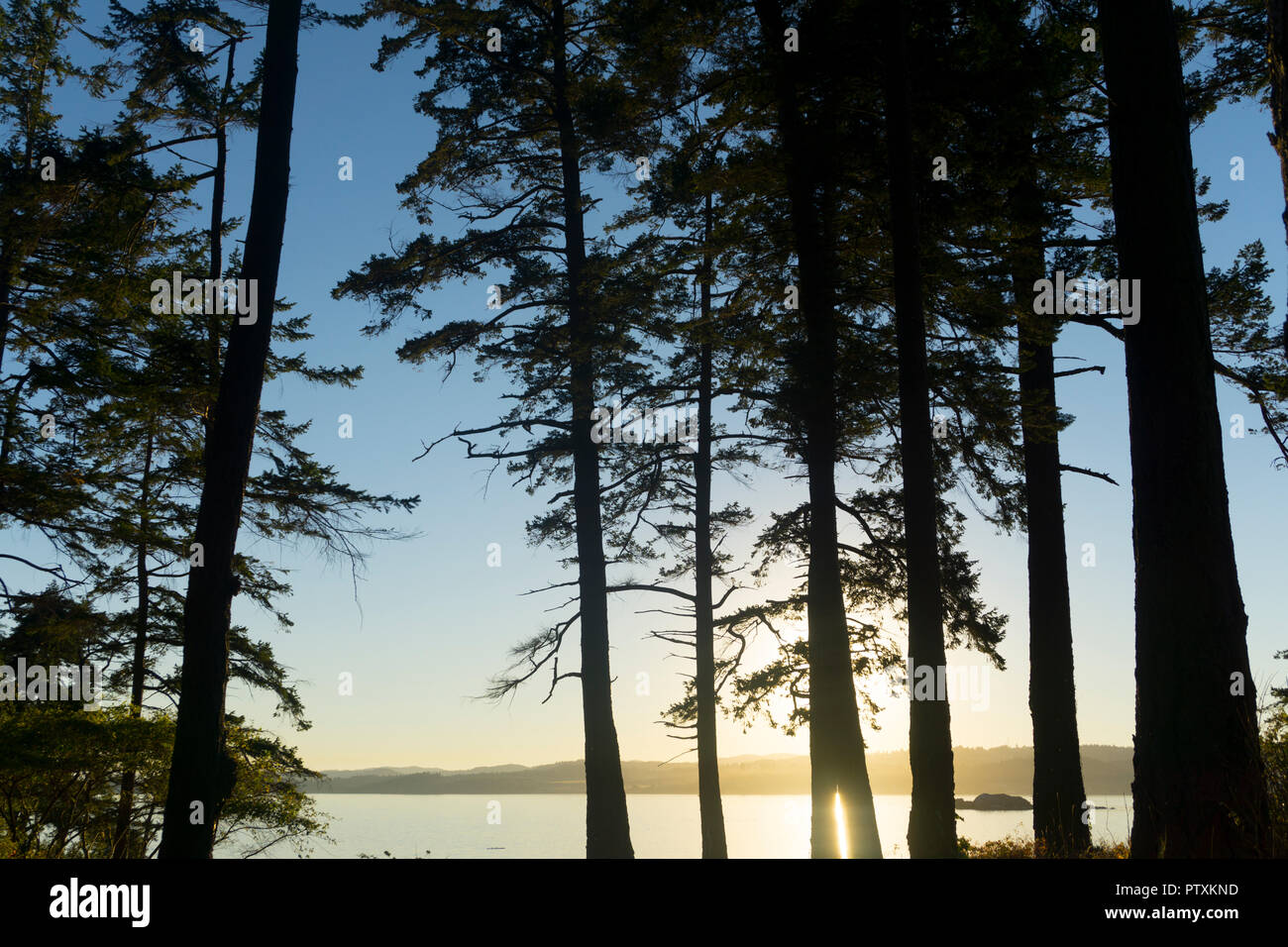 Sunlight seen through trees hi-res stock photography and images - Alamy