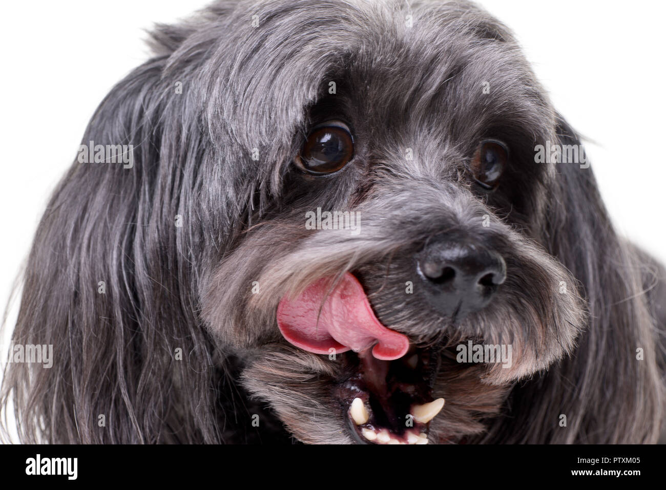 Portrait of an adorable havanese dog - isolated on white background ...