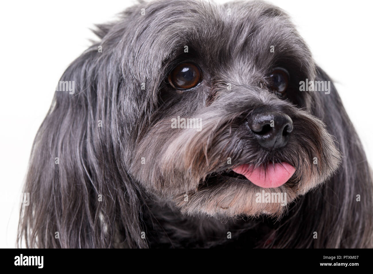 Portrait of an adorable havanese dog - isolated on white background ...