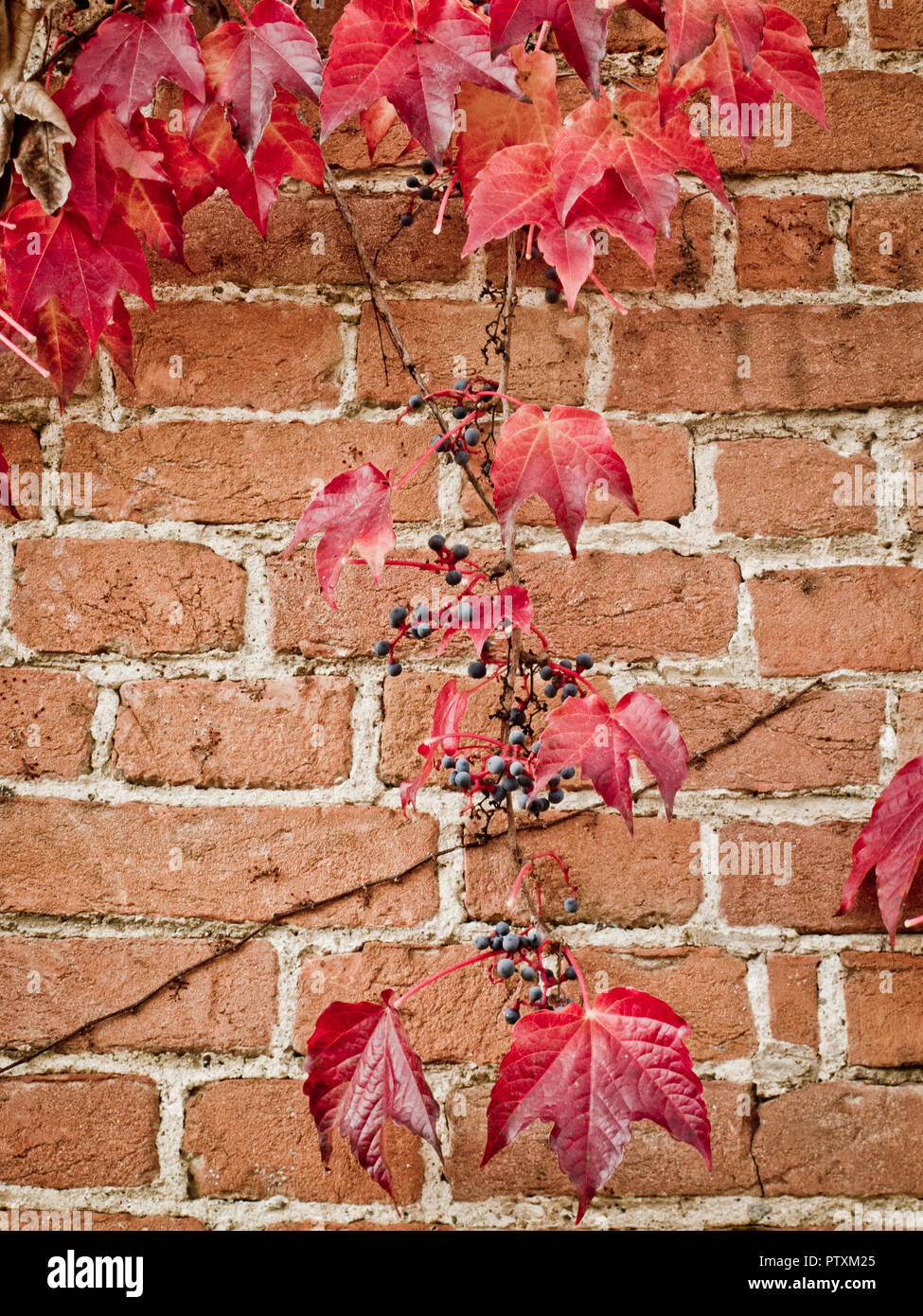 Ivy creeping up a wall hi-res stock photography and images - Alamy