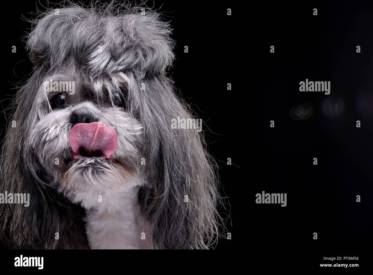 Portrait of an adorable Shih-Tzu dog - isolated on black background ...