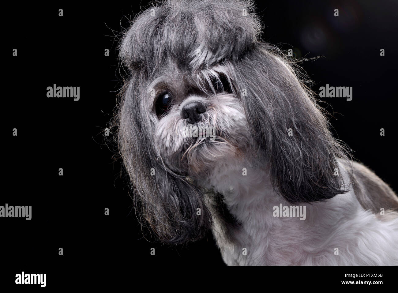 Portrait of an adorable Shih-Tzu dog - isolated on black background ...