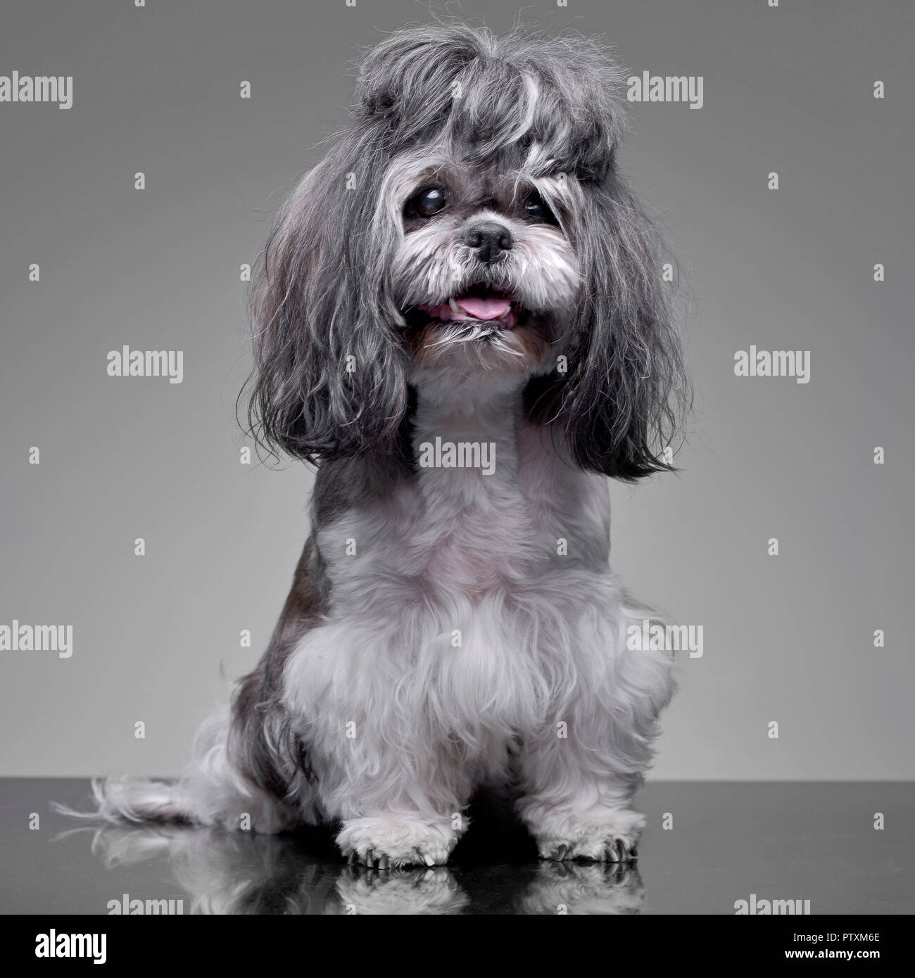 Grey shih tzu hi-res stock photography and images - Alamy