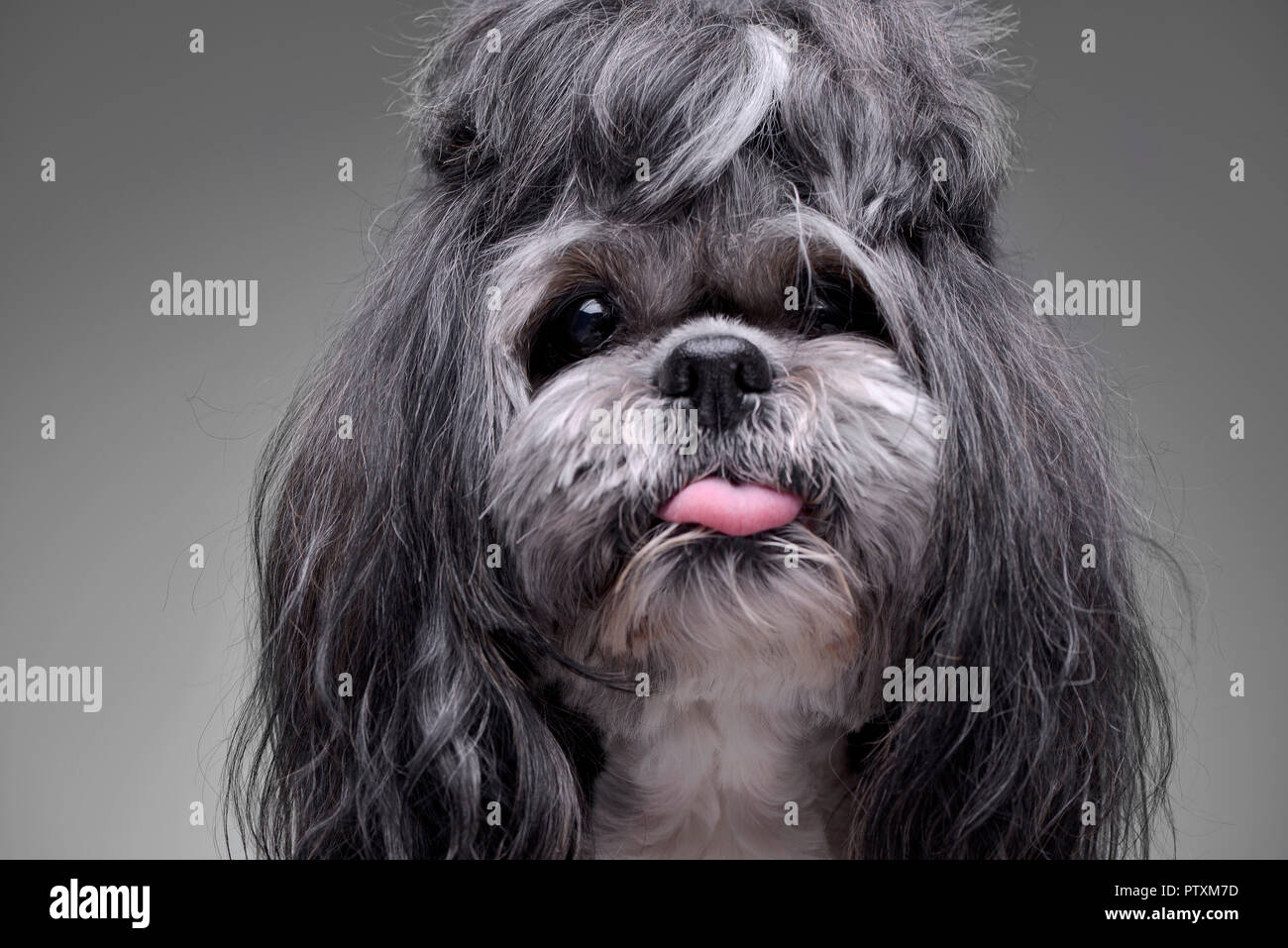 Portrait of an adorable Shih-Tzu dog - isolated on grey background ...