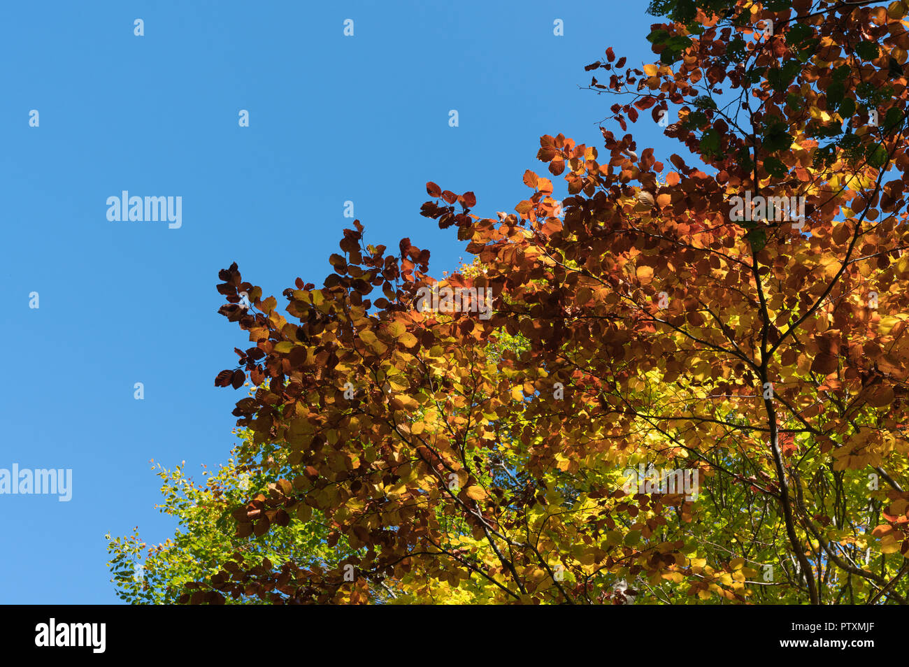 forest in autumn colors with fall foliage landscape background and blue ...