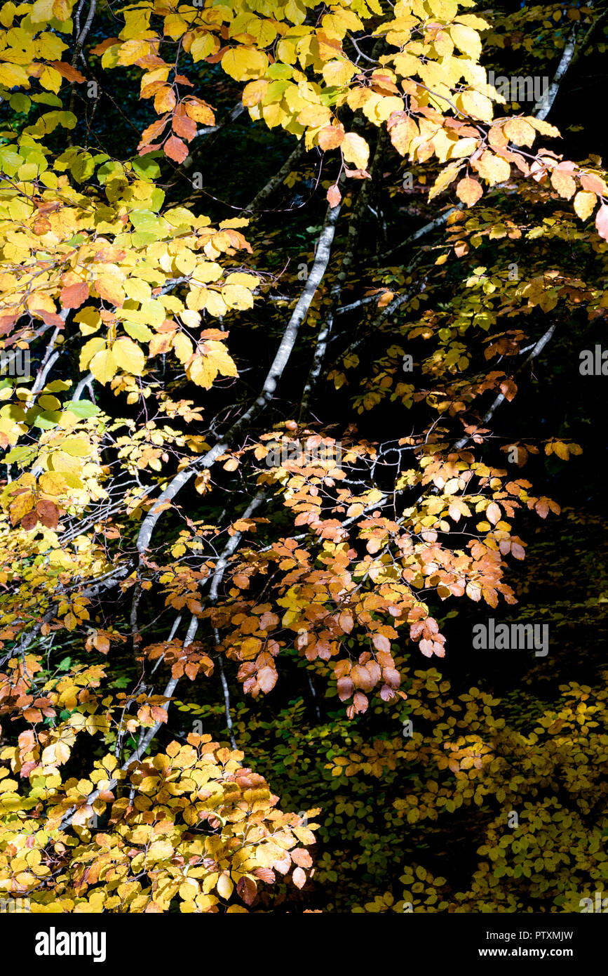 forest in autumn colors with fall foliage landscape background Stock ...
