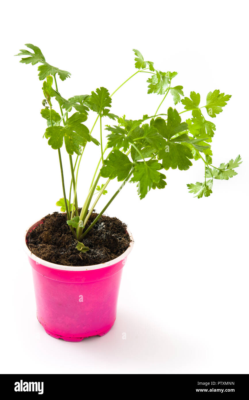 Pots with parsley isolated on white background Stock Photo - Alamy
