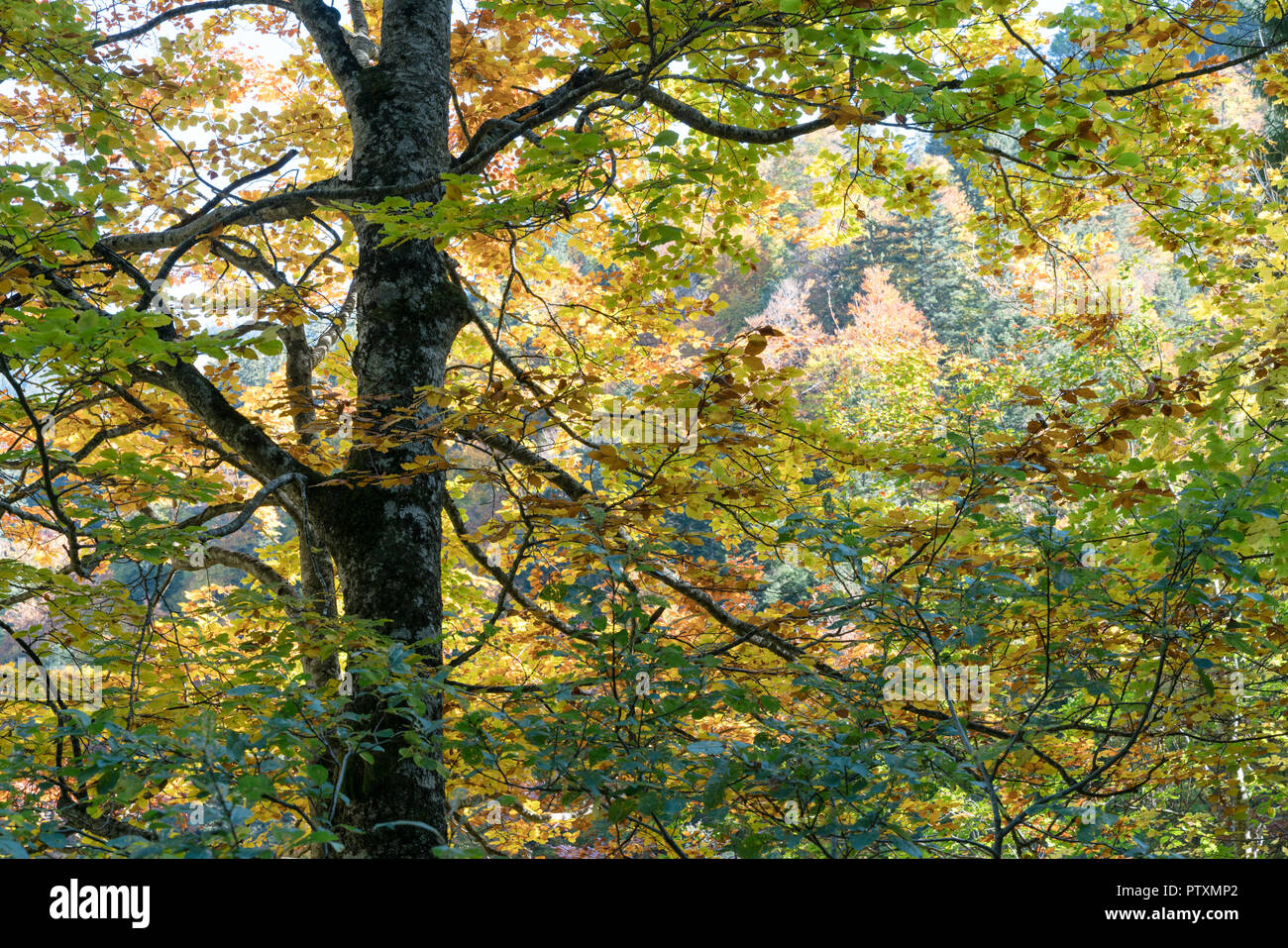 forest in autumn colors with fall foliage landscape background Stock ...