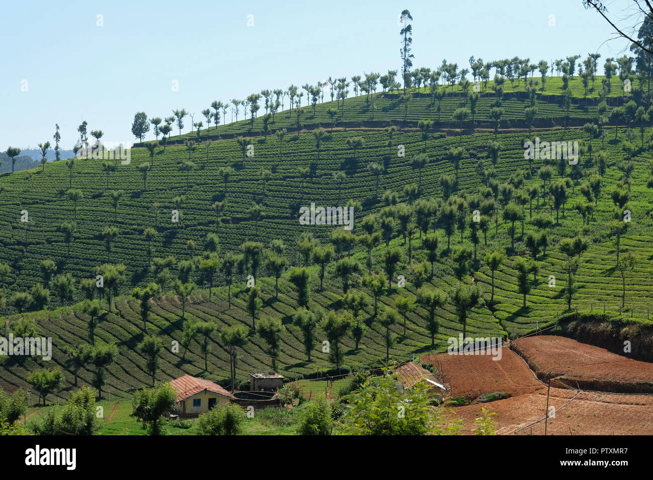 Silver Oak trees ( Grevillea robusta ) are prevalent features of tea ...