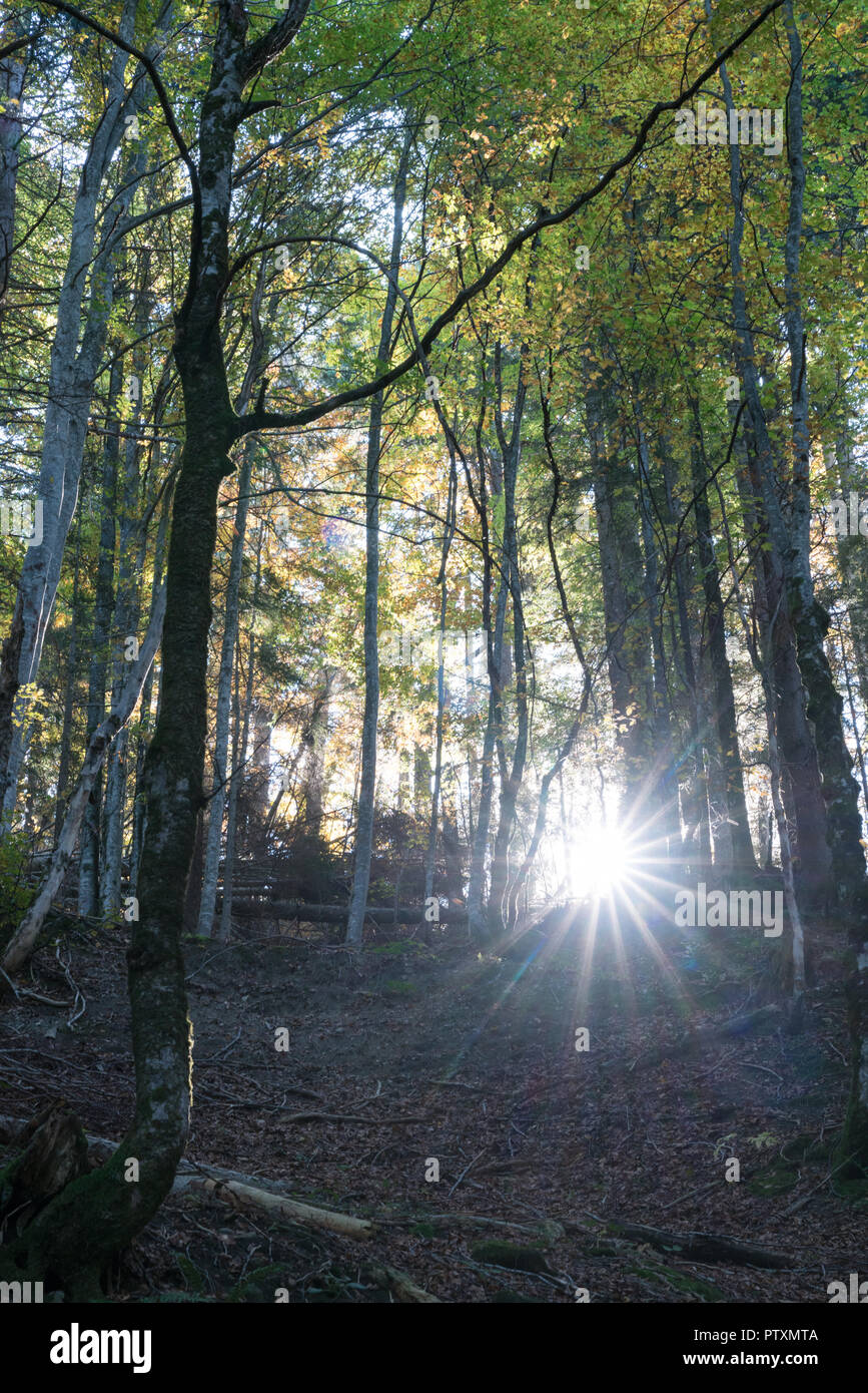 forest in autumn colors with fall foliage and the sun shining landscape ...