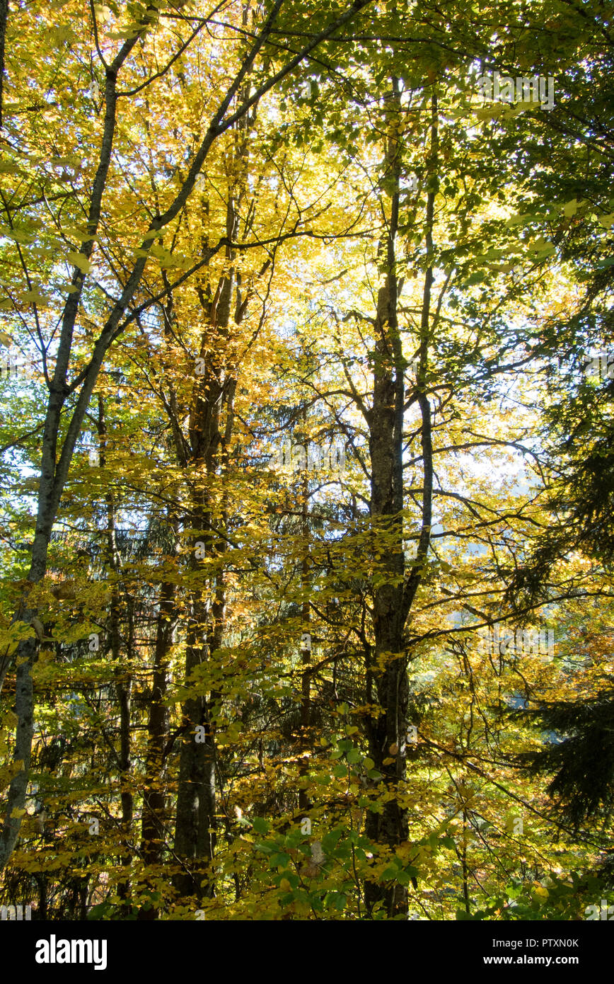 forest in autumn colors with fall foliage landscape background Stock ...