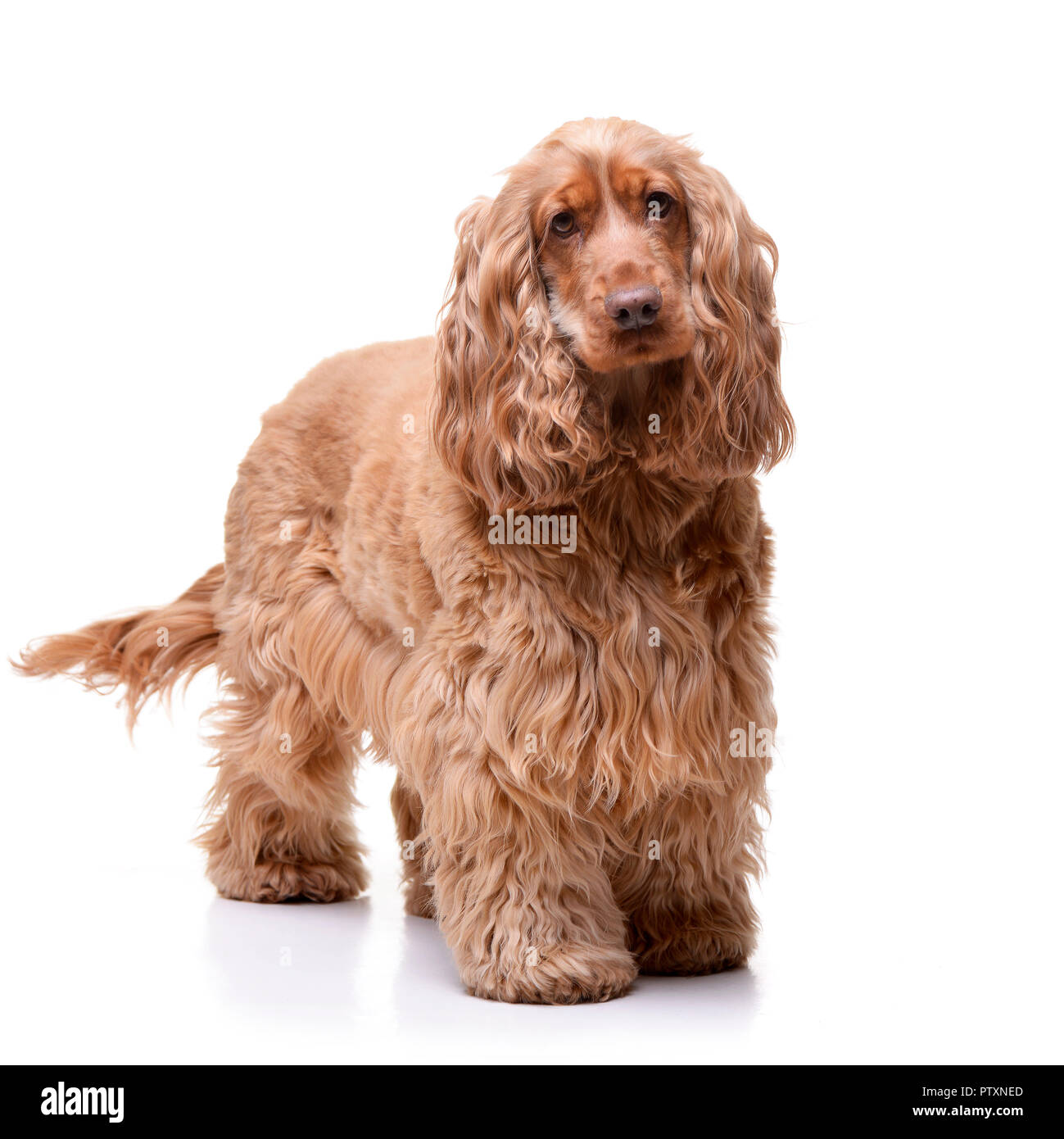 English cocker spaniel studio tail hi-res stock photography and images ...