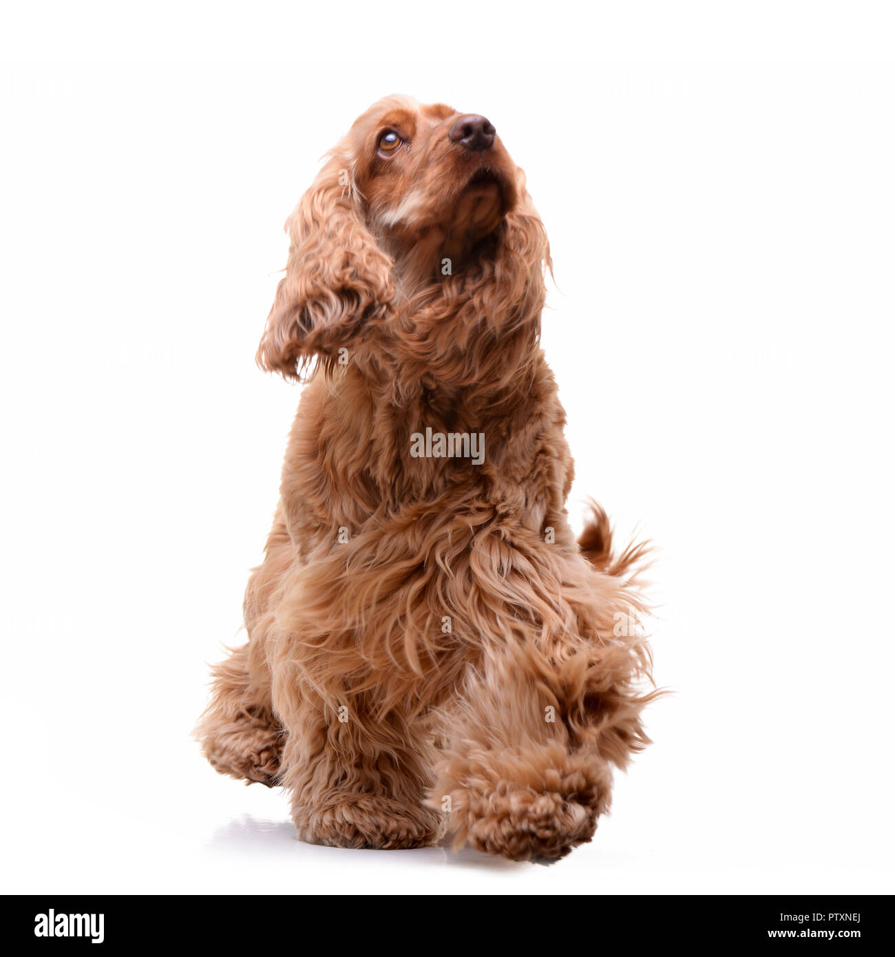 Cocker spaniel ear Cut Out Stock Images & Pictures - Alamy