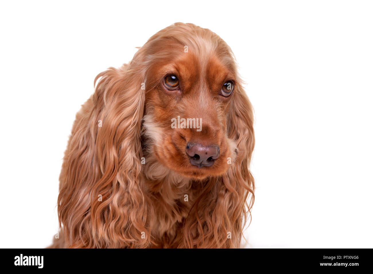 Portrait of an adorable English Cocker Spaniel - isolated on white ...