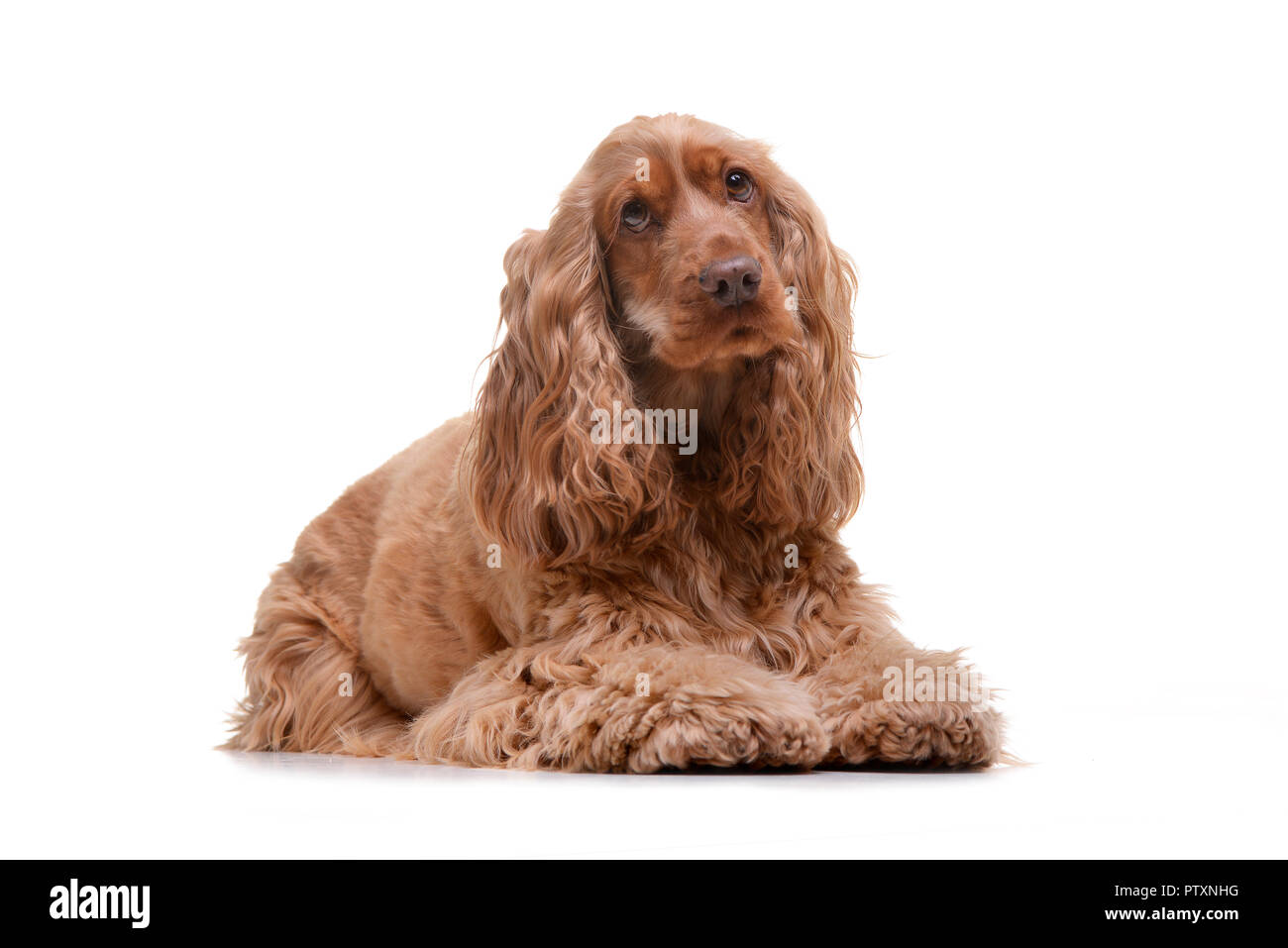 Cocker spaniel ear Cut Out Stock Images & Pictures - Alamy