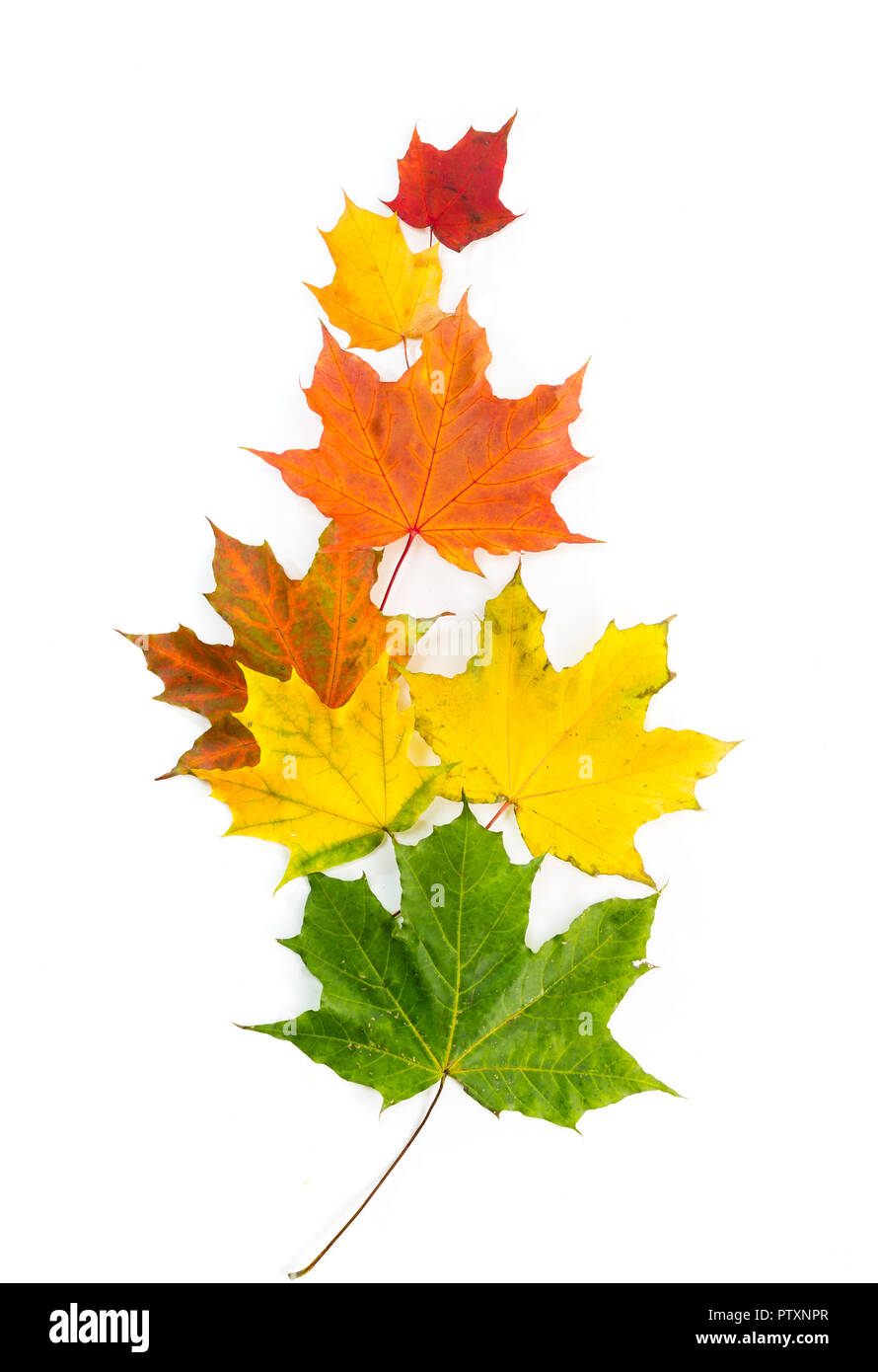 Colorful autumn maple leaves on a white background. View from above ...