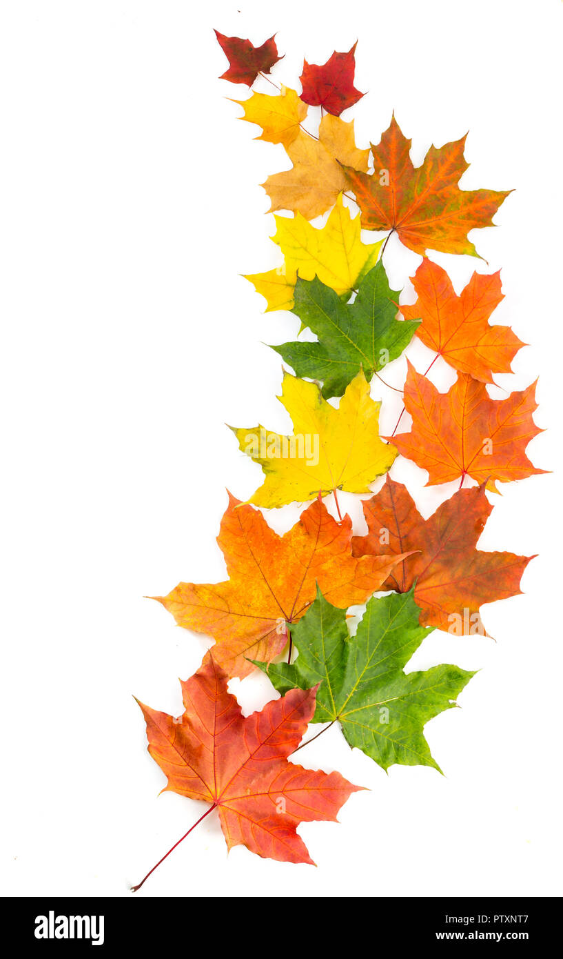 Colorful dry fall maple Cut Out Stock Images & Pictures - Alamy