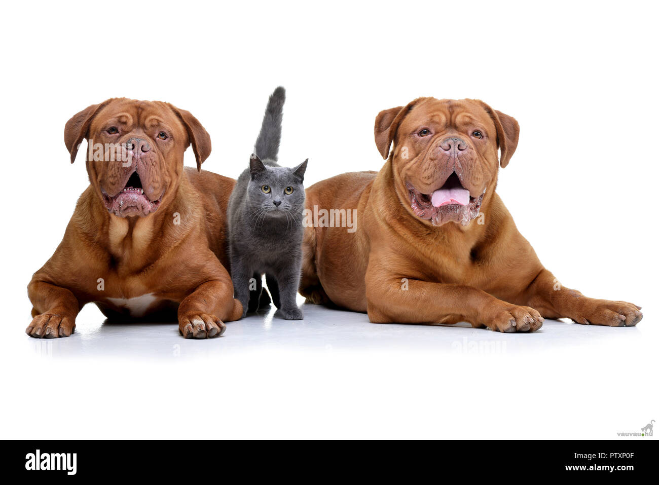 Dog two dogue de bordeaux hi-res stock photography and images - Alamy