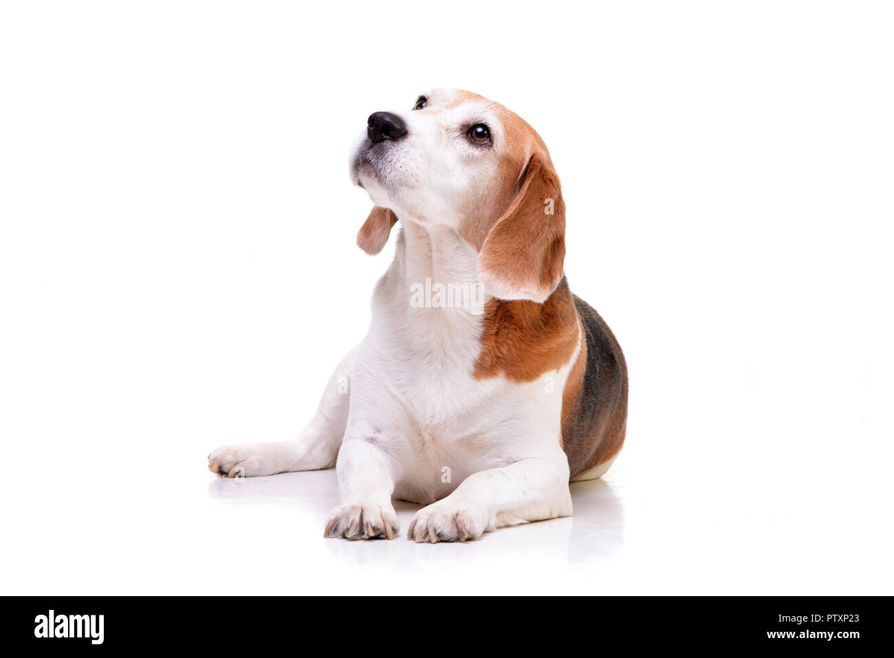 Studio shot of an adorable beagle lying on white background Stock Photo ...