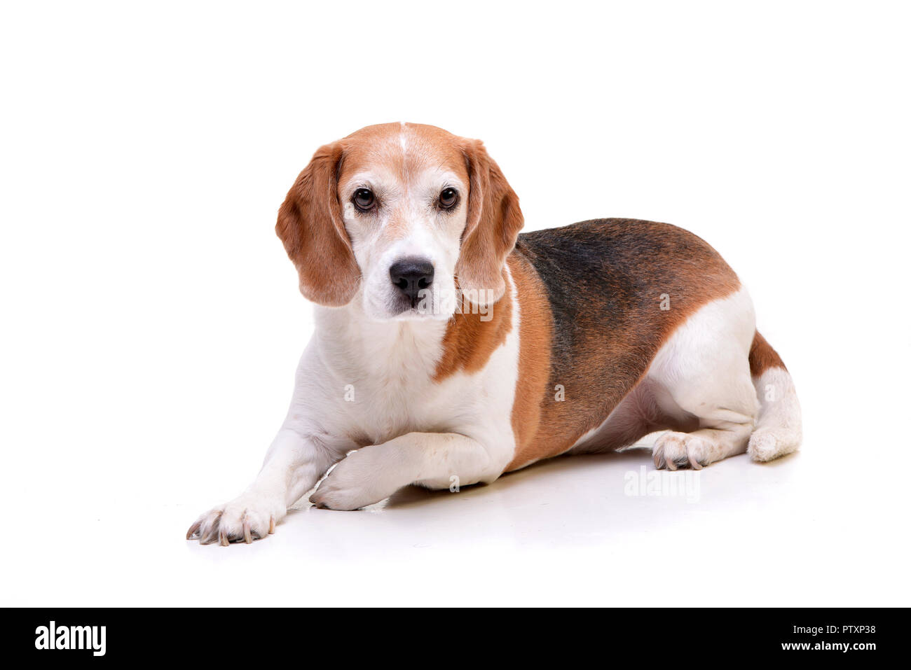 Studio shot of an adorable beagle lying on white background Stock Photo ...