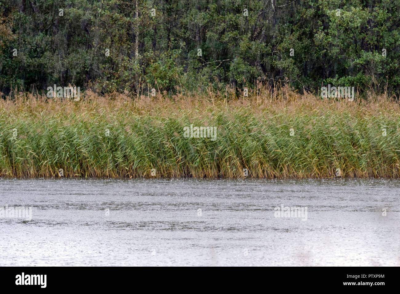 Edge Of Rain Forest High Resolution Stock Photography and Images - Alamy