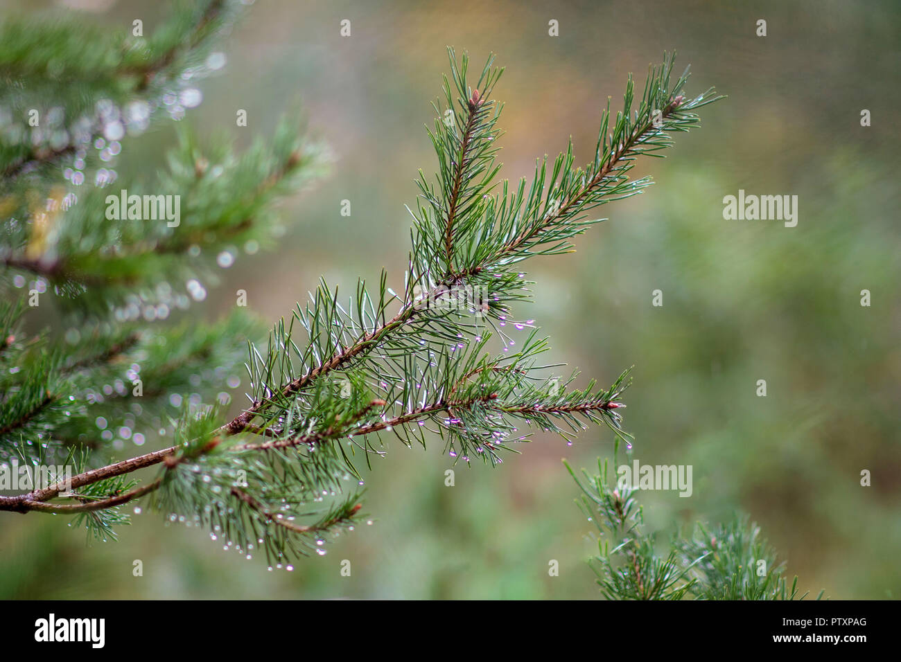 Branch of young pine tree with raindrops after rain hi-res stock ...