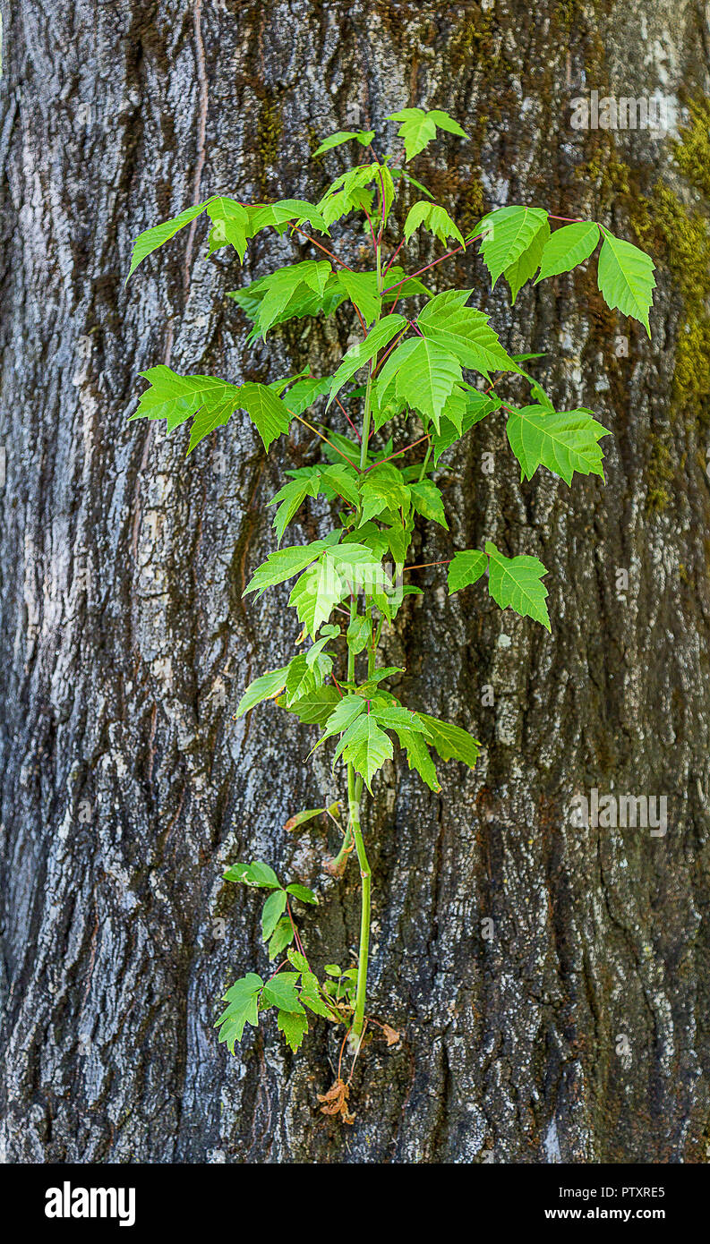 New Branch Rising From the Main Log in one Old Tree Stock Photo - Alamy