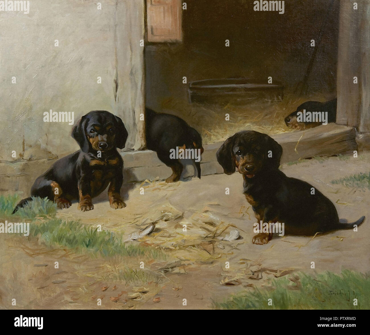 Teckels hi-res stock photography and images - Alamy