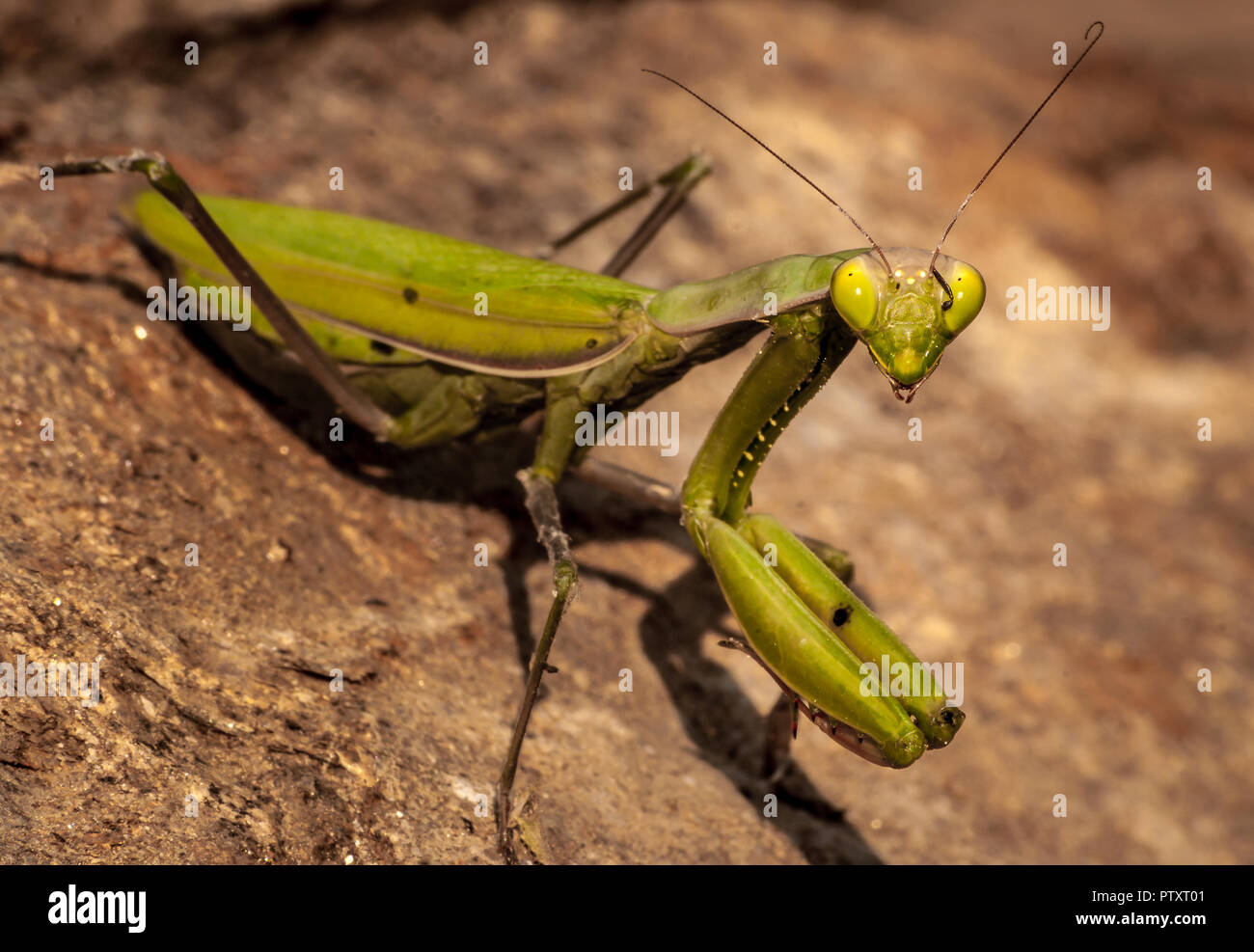 Praying mantis face close up hi-res stock photography and images - Alamy