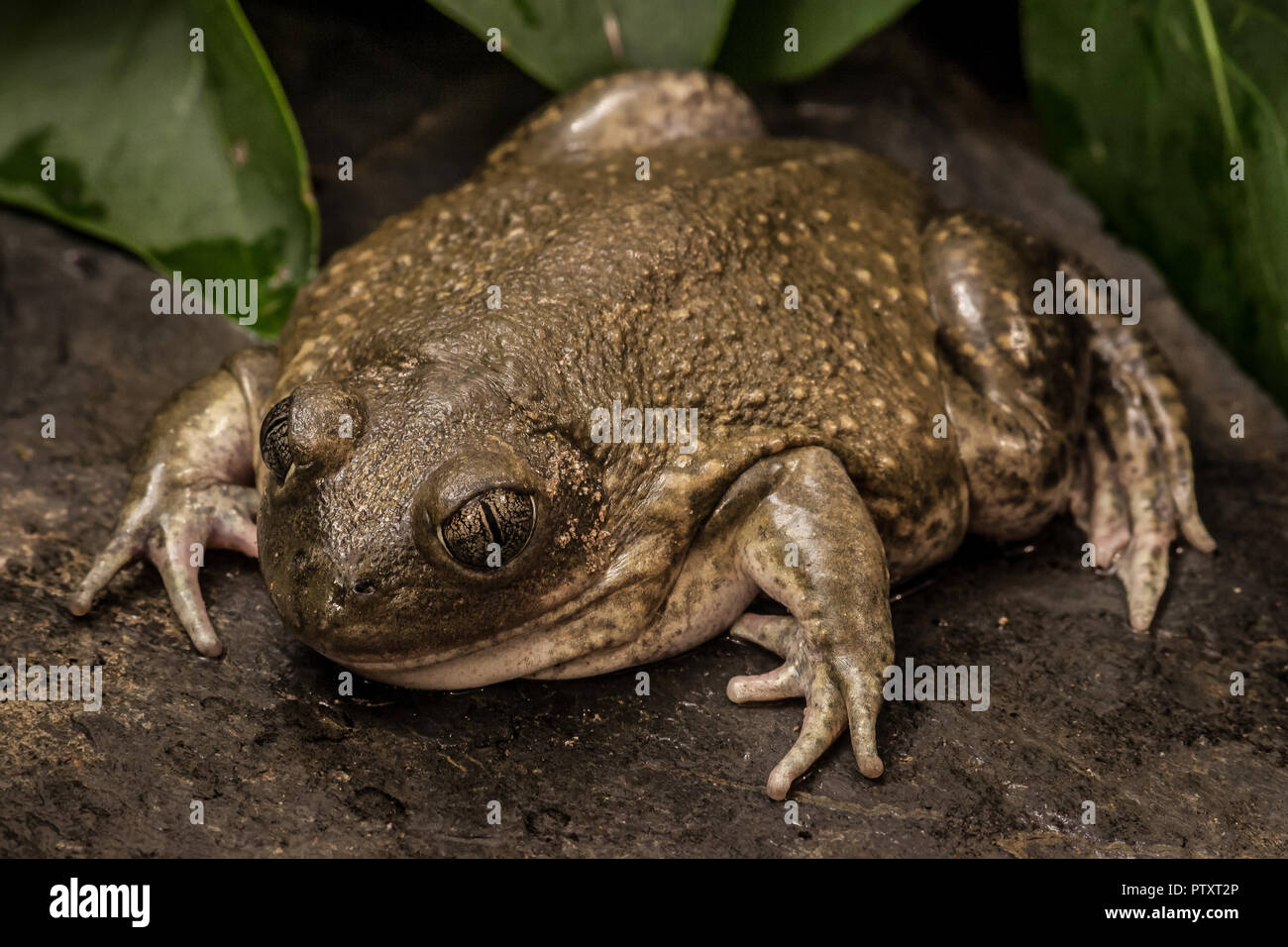 Frog fauna hi-res stock photography and images - Alamy