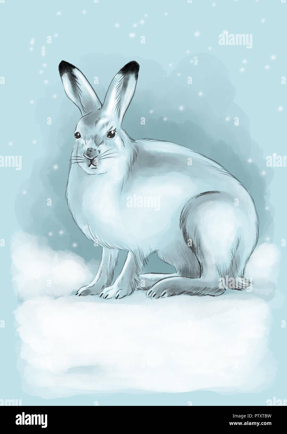 a snowy hare illustration Stock Photo - Alamy