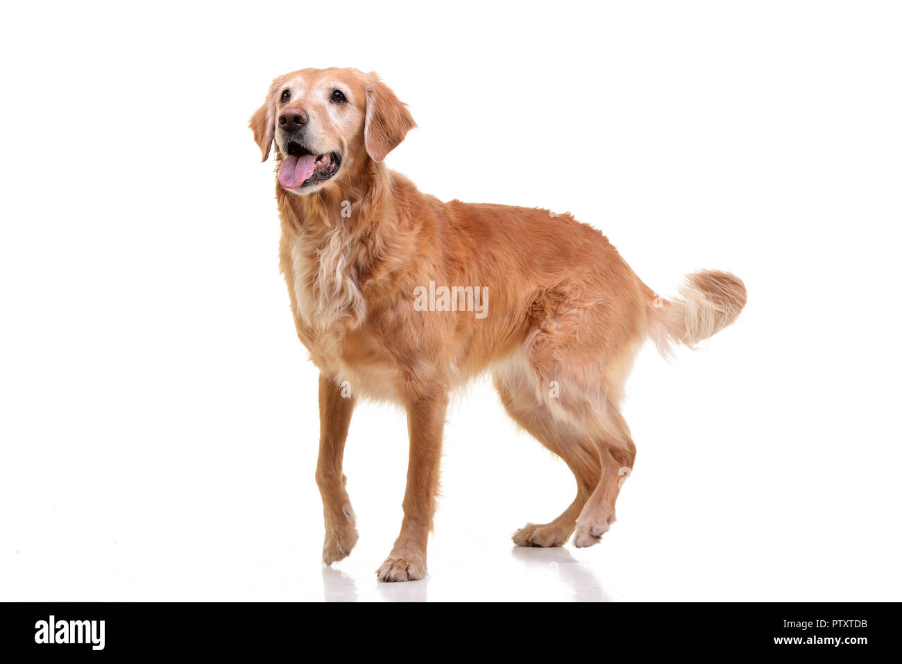 Studio shot of an adorable Golden retriever standing on white ...
