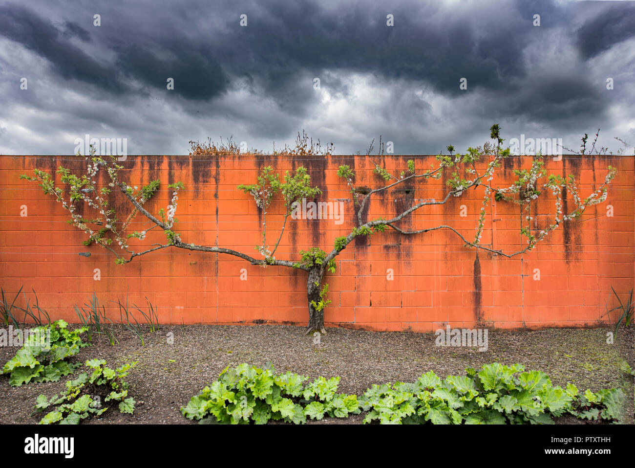 Grape vine growing on a fence against a background of dark clouds Stock ...